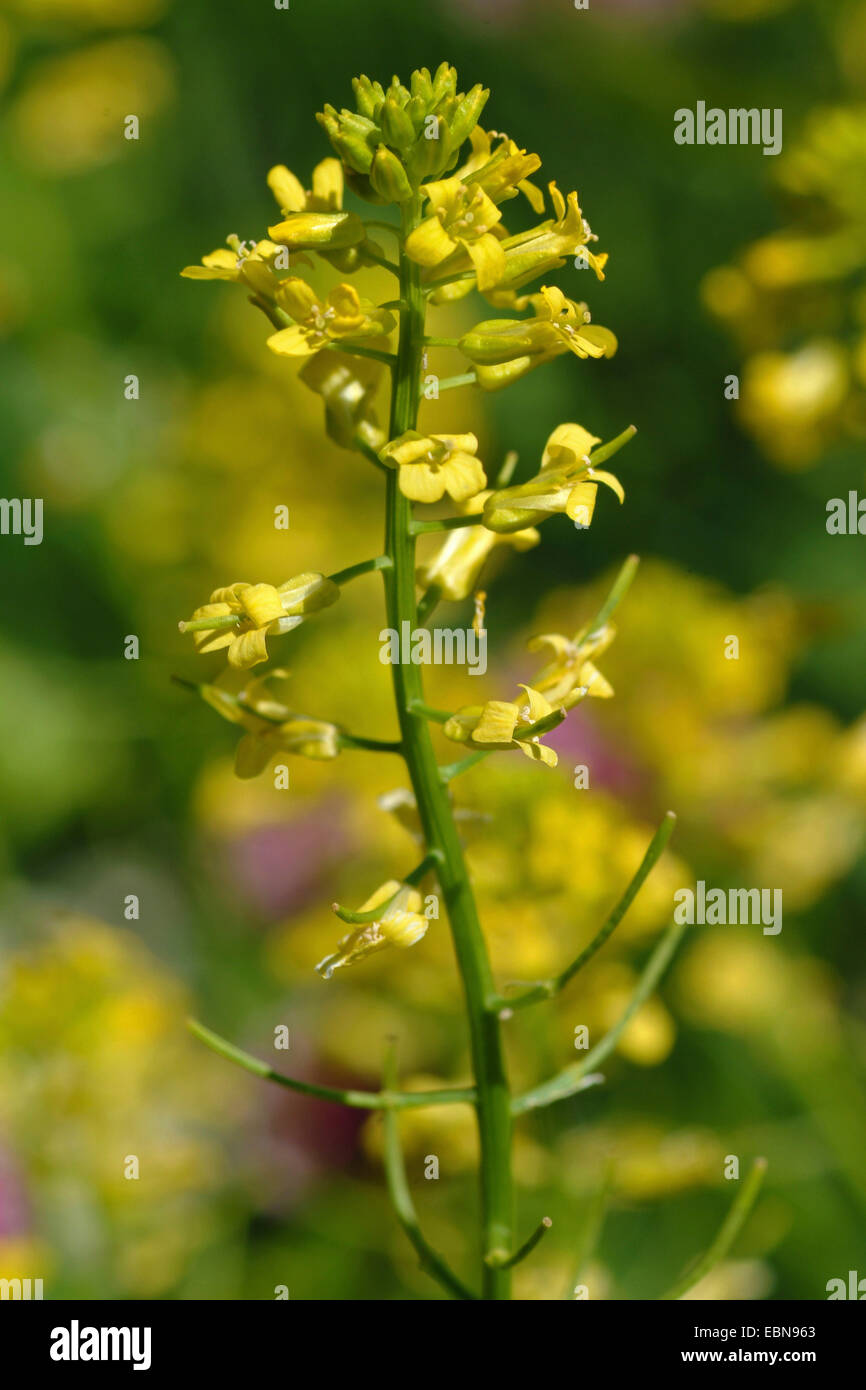 winter-cress, common wintercress, garden yellow rocket (Barbarea ...