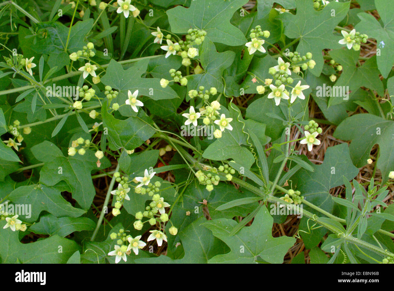 White bryony, Red bryony (Bryonia dioica, Bryonia cretica ssp. dioica ...