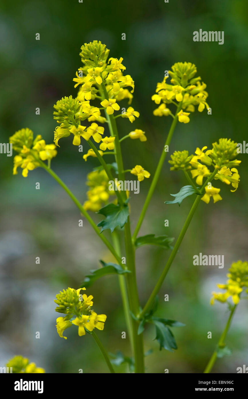 Winter-cress, Common wintercress, Garden yellow rocket (Barbarea ...