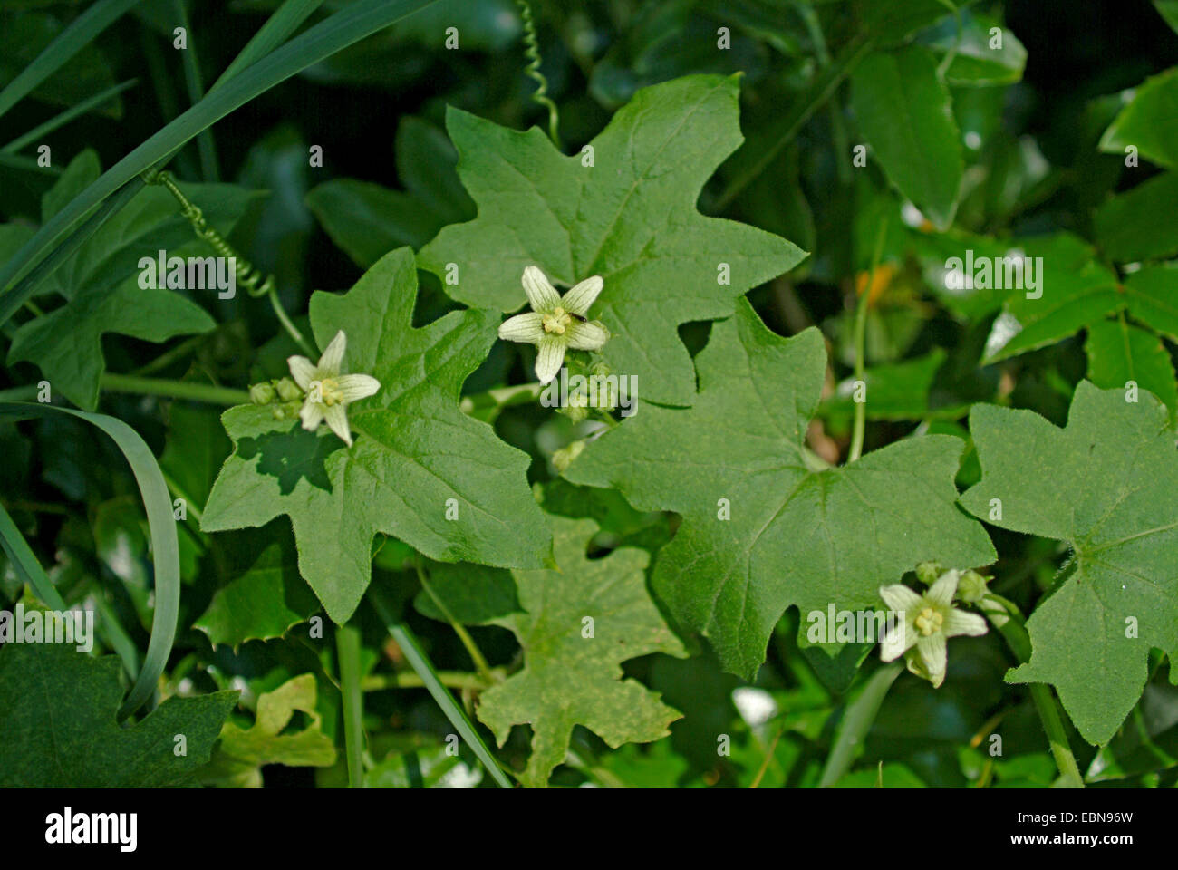 White bryony, Red bryony (Bryonia dioica, Bryonia cretica ssp. dioica ...