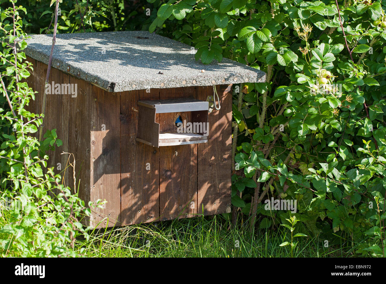 nesting-box for bumble-bee, Germany Stock Photo - Alamy