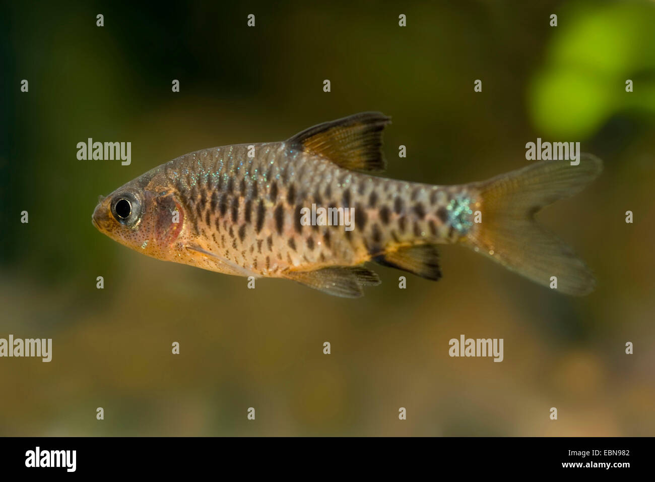 Checkered barb, Checkerboard, Island barb (Puntius oligolepis, Barbus ...