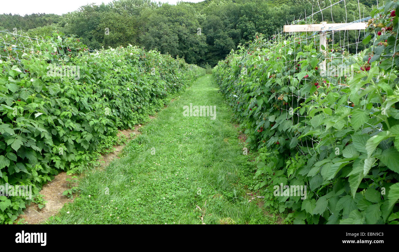 European red raspberry (Rubus idaeus), raspberry plantation, Germany ...