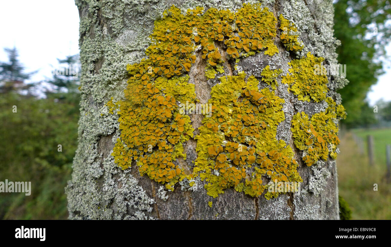 Different lichens hi-res stock photography and images - Alamy