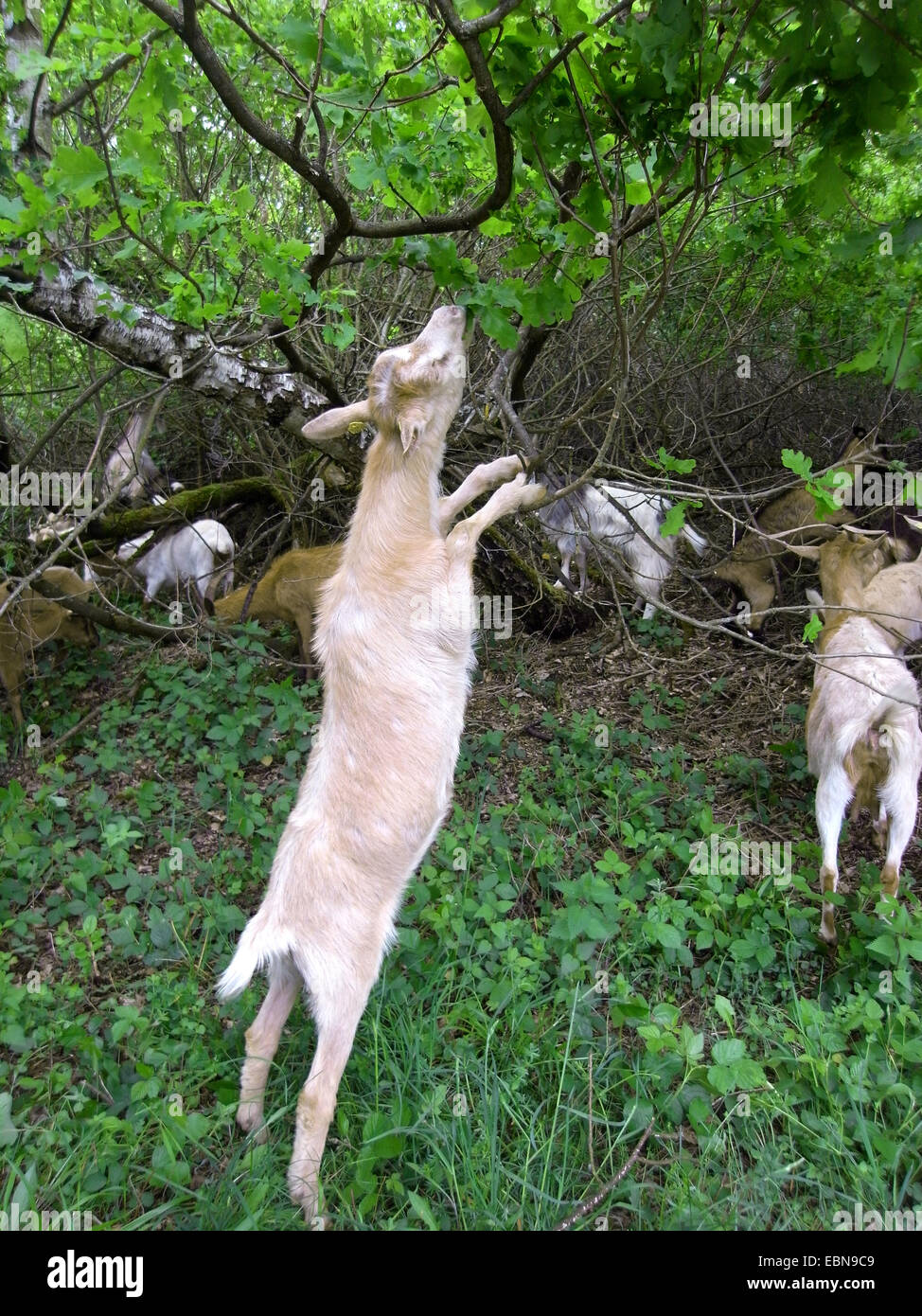 Goat standing on hind legs hi-res stock photography and images - Alamy