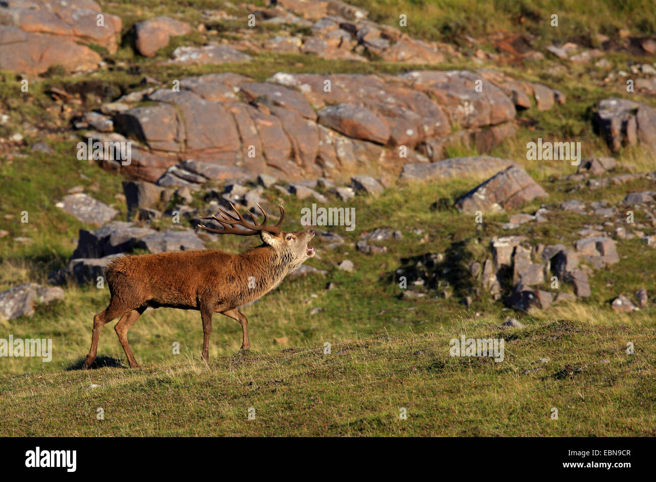 Stag rocks hi-res stock photography and images - Alamy