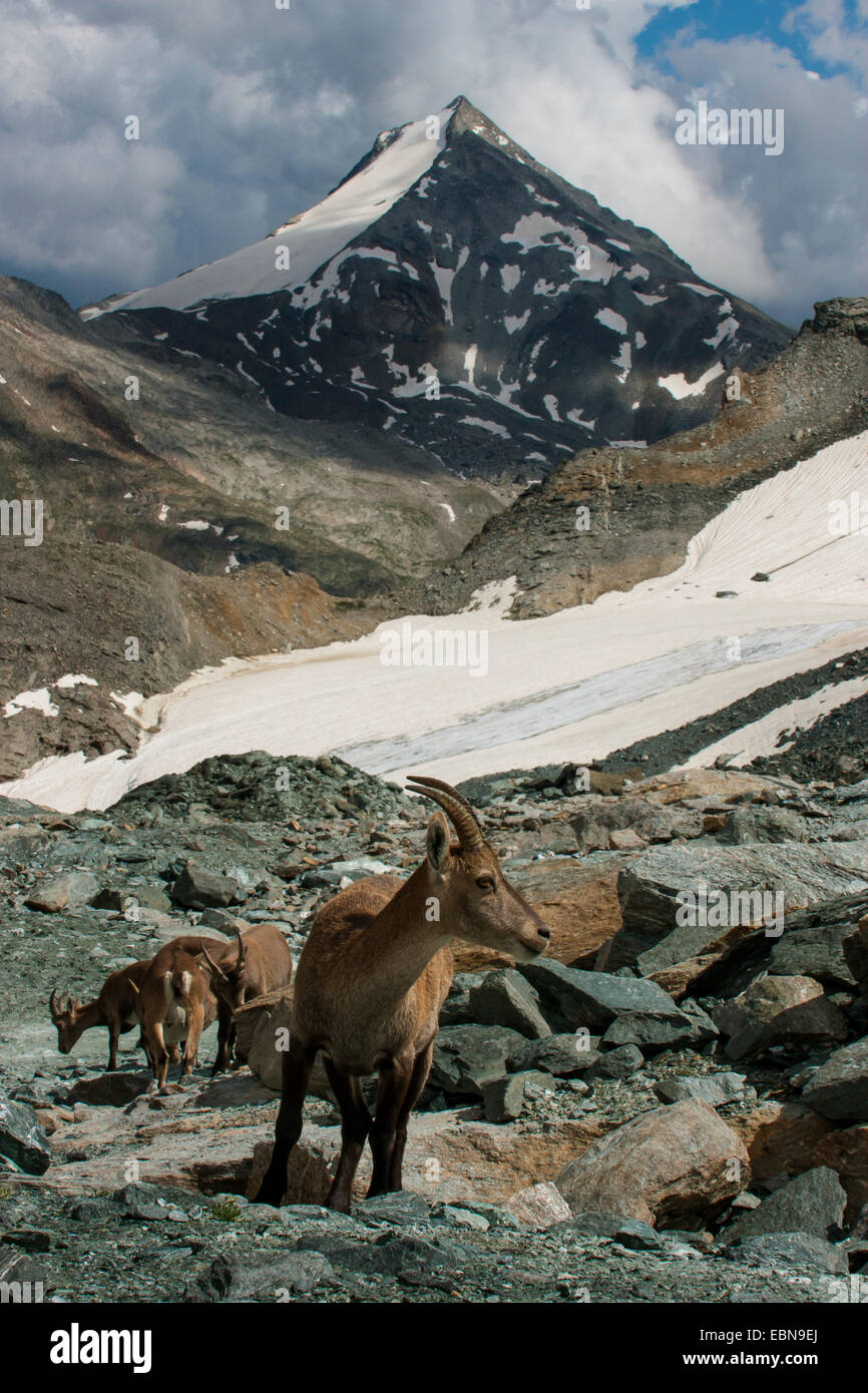 Herd of ibexes hi-res stock photography and images - Alamy