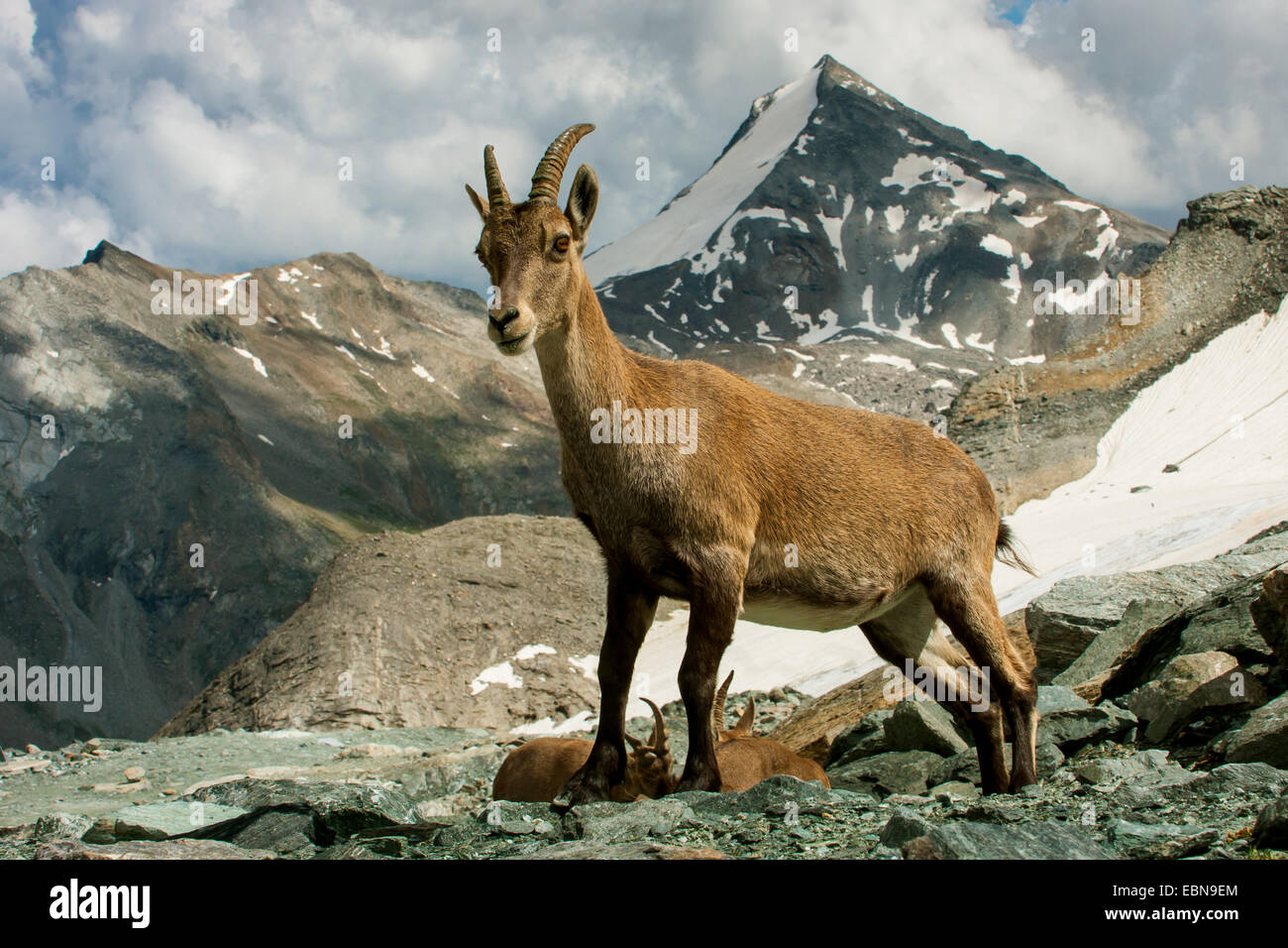Female ibexes hi-res stock photography and images - Alamy