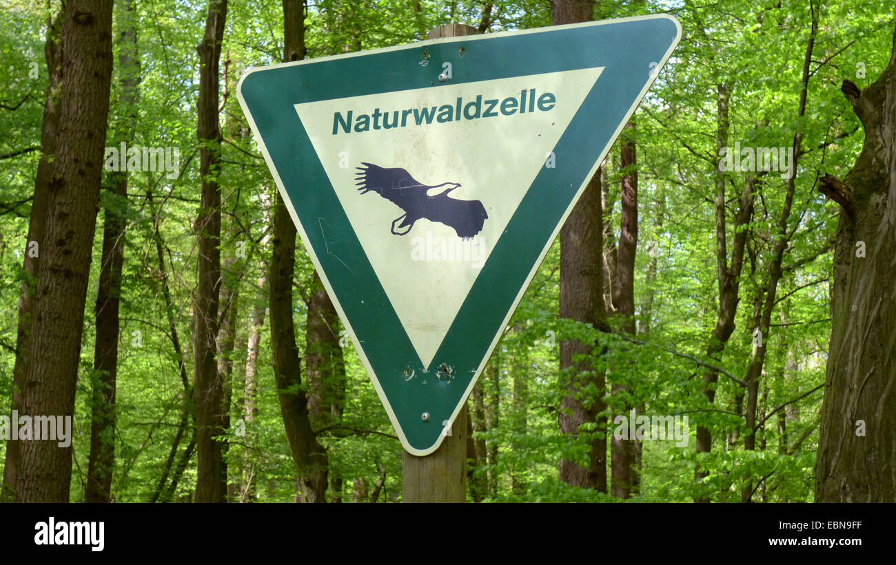 Nature forest hi-res stock photography and images - Alamy