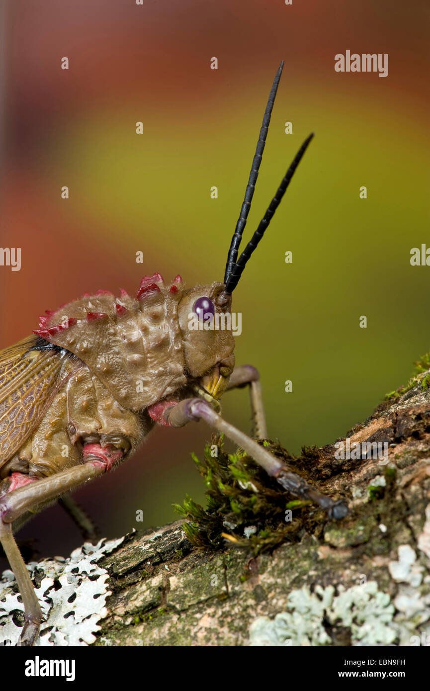 African grasshopper hi-res stock photography and images - Alamy