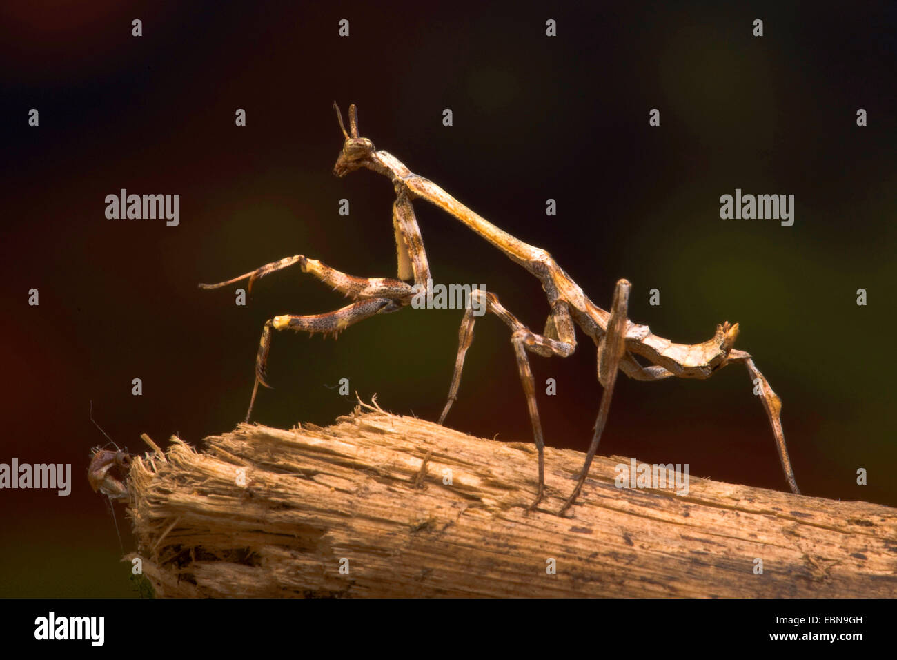 Arizona Unicorn Mantis (Pseudovates arizonae), on a branch Stock Photo ...