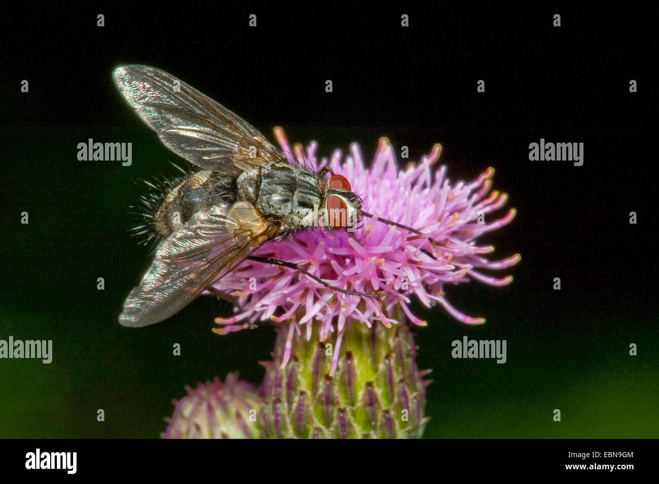 Compound Capitulum High Resolution Stock Photography and Images - Alamy