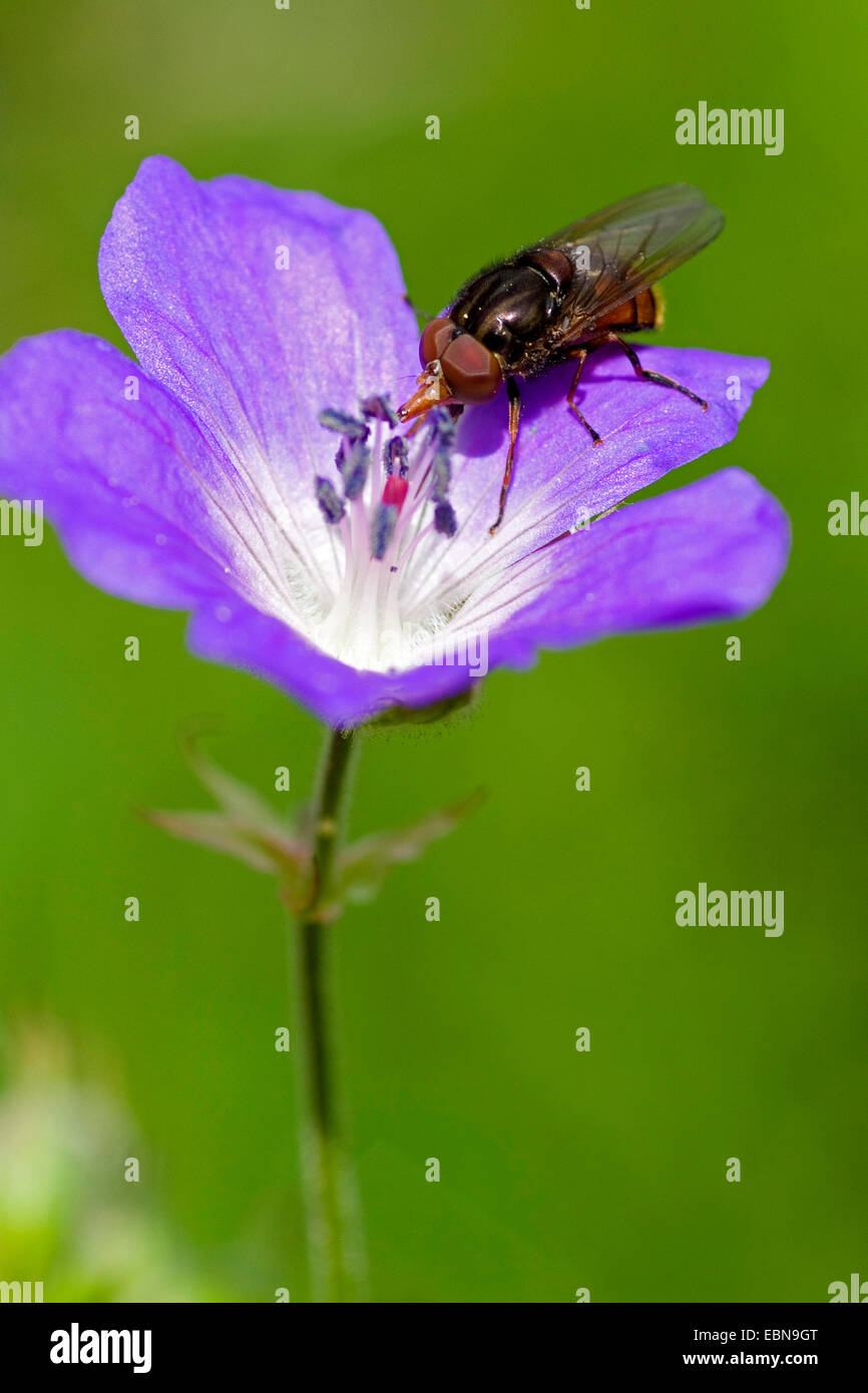 Rhingia campestris (Rhingia campestris), sitting on a cranesbill ...