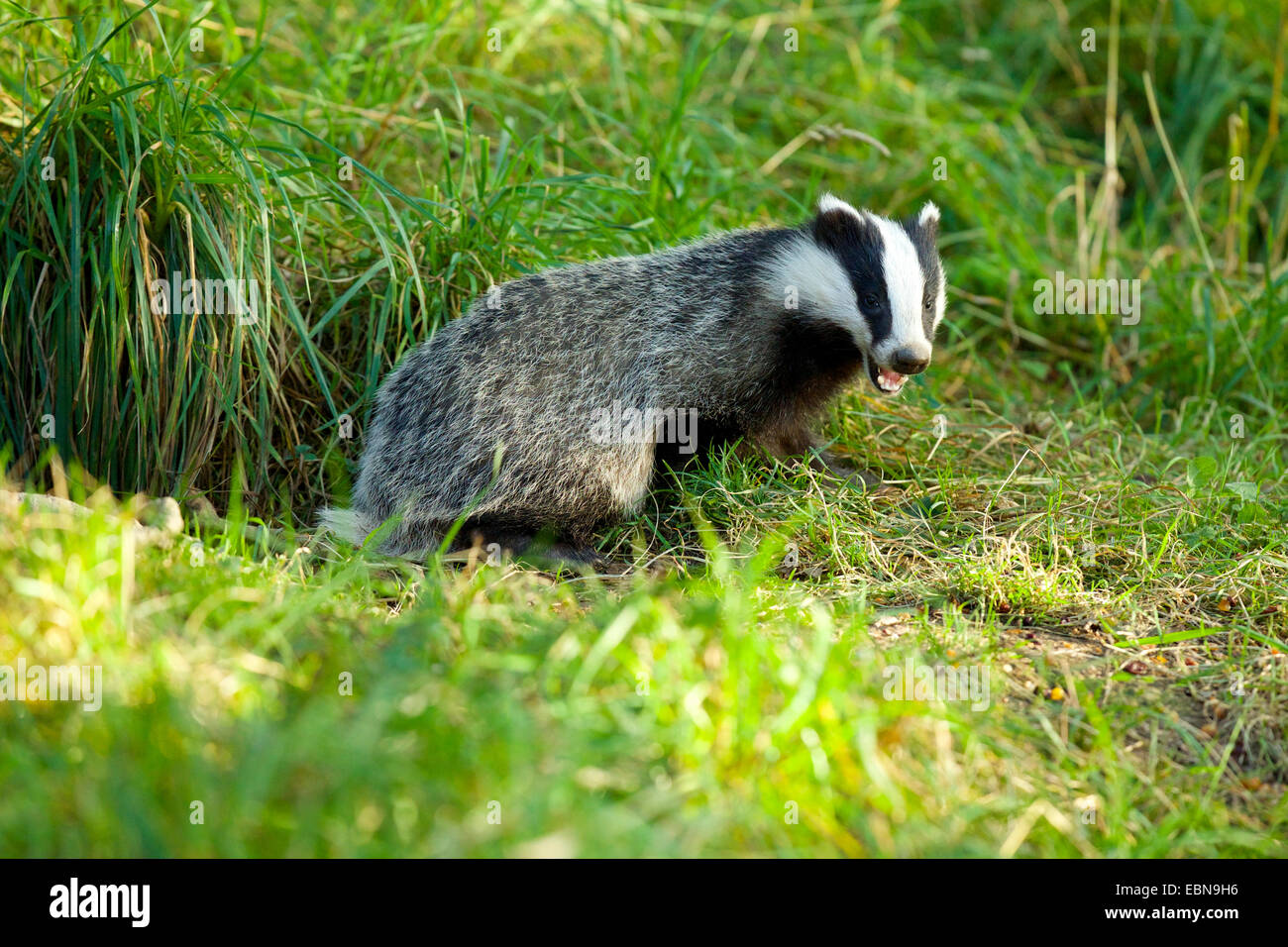 Scottish badger hi-res stock photography and images - Alamy