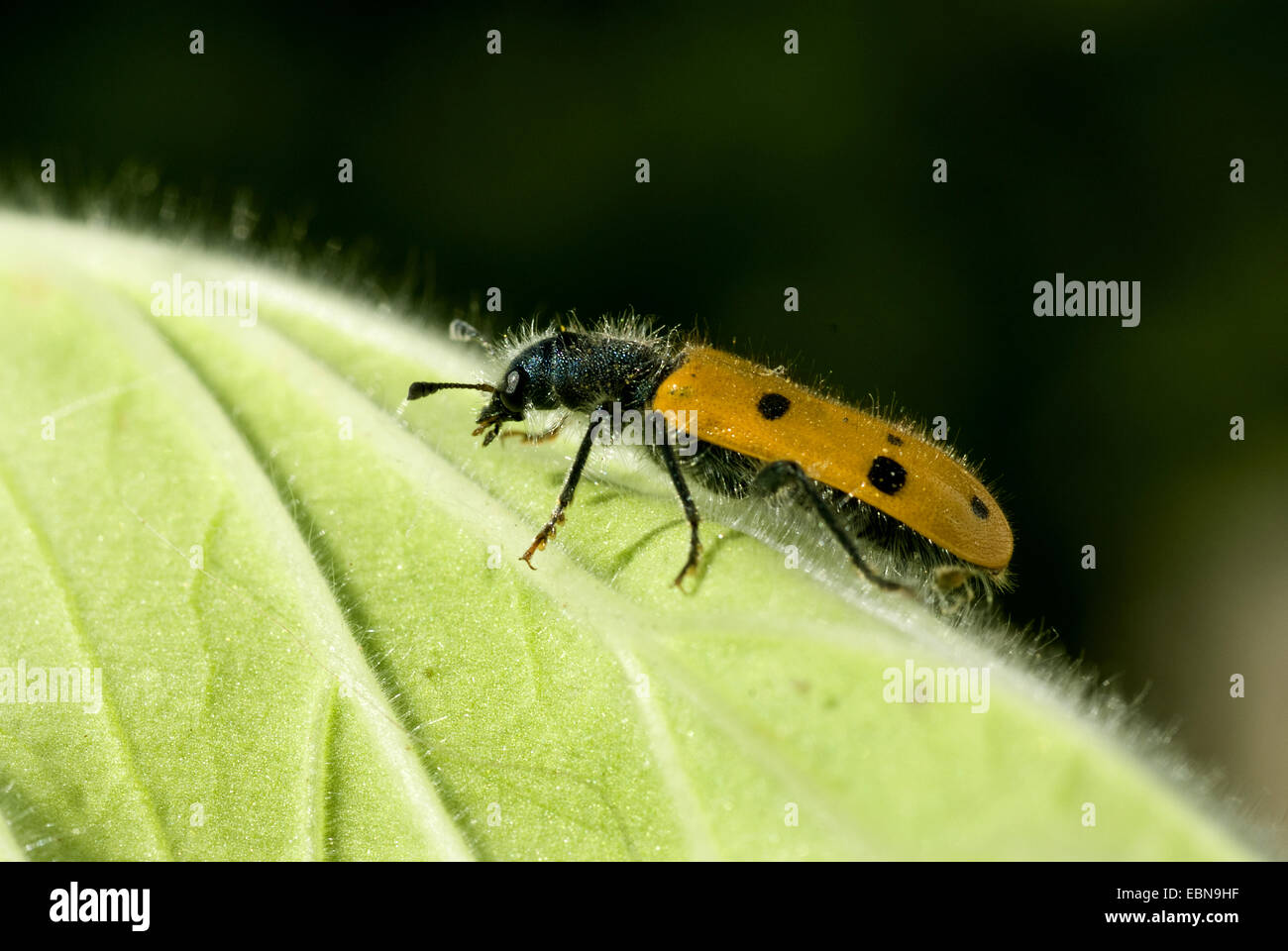 Two tone beetle hi-res stock photography and images - Alamy