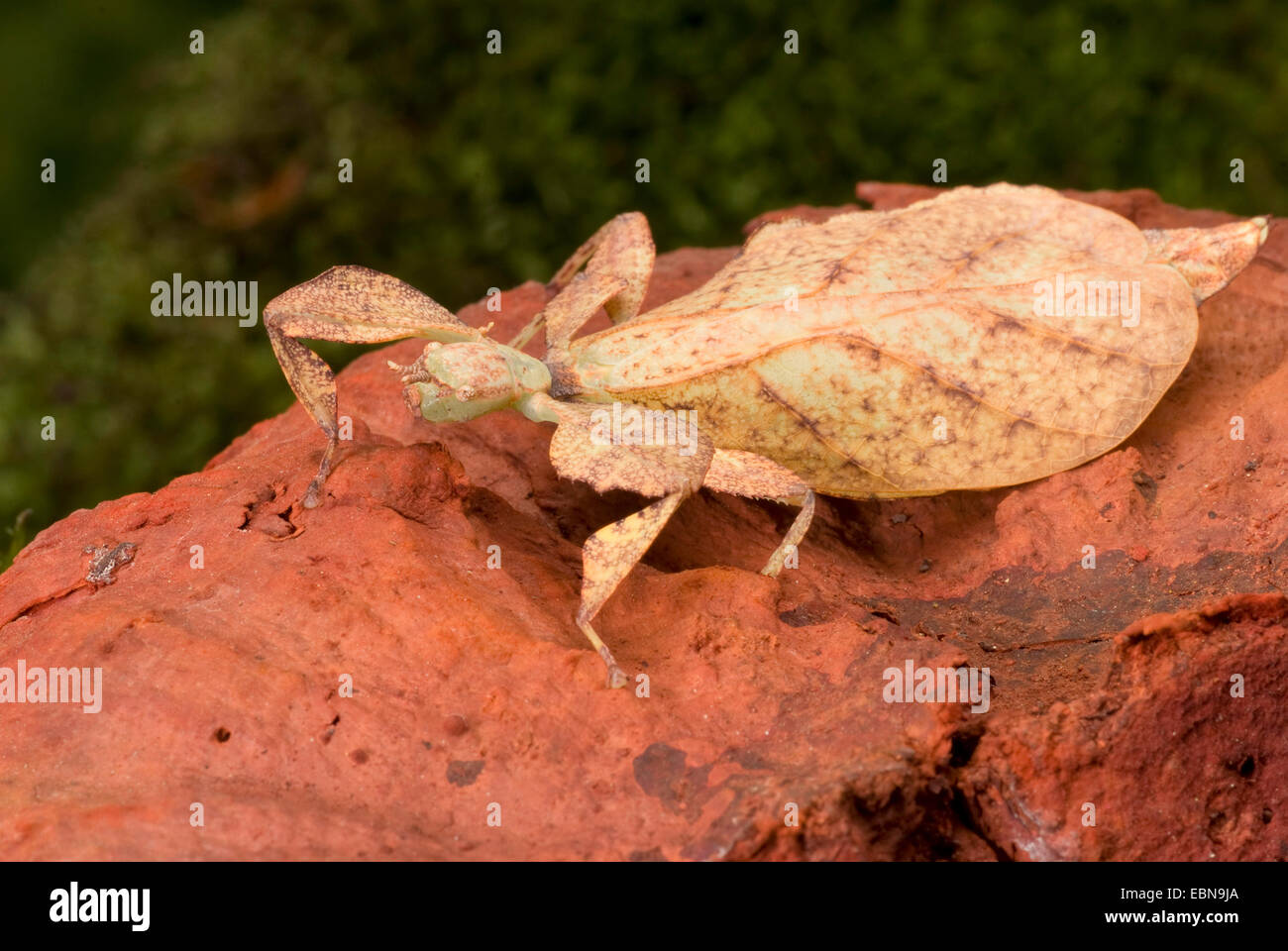Leaf-Insect, leaf insect (Phyllium siccifolium), on a branch Stock ...