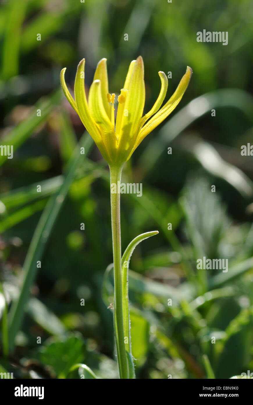 Gagea hi-res stock photography and images - Alamy