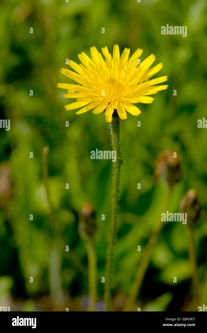 Common hawkbit leontodon hi-res stock photography and images - Alamy