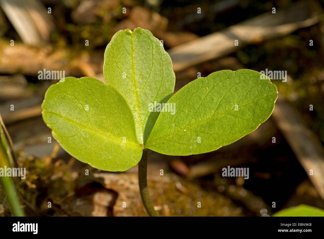 bogbean, buckbean (Menyanthes trifoliata), leaf, Germany Stock Photo ...