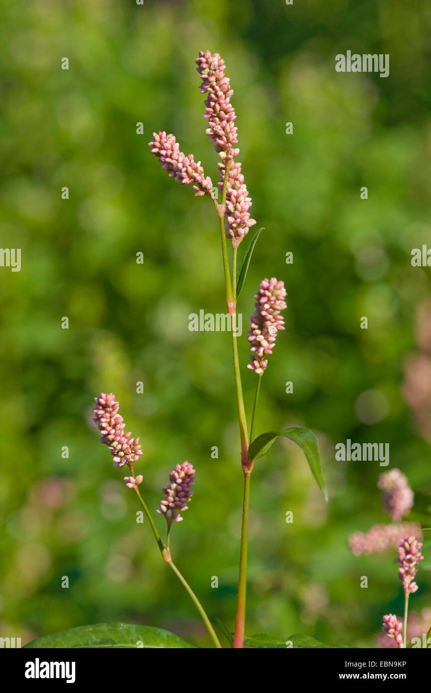 Pale smartweeds hi-res stock photography and images - Alamy