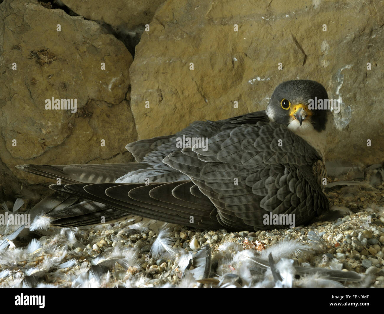 peregrine falcon (Falco peregrinus), male breeding, Germany, Baden ...