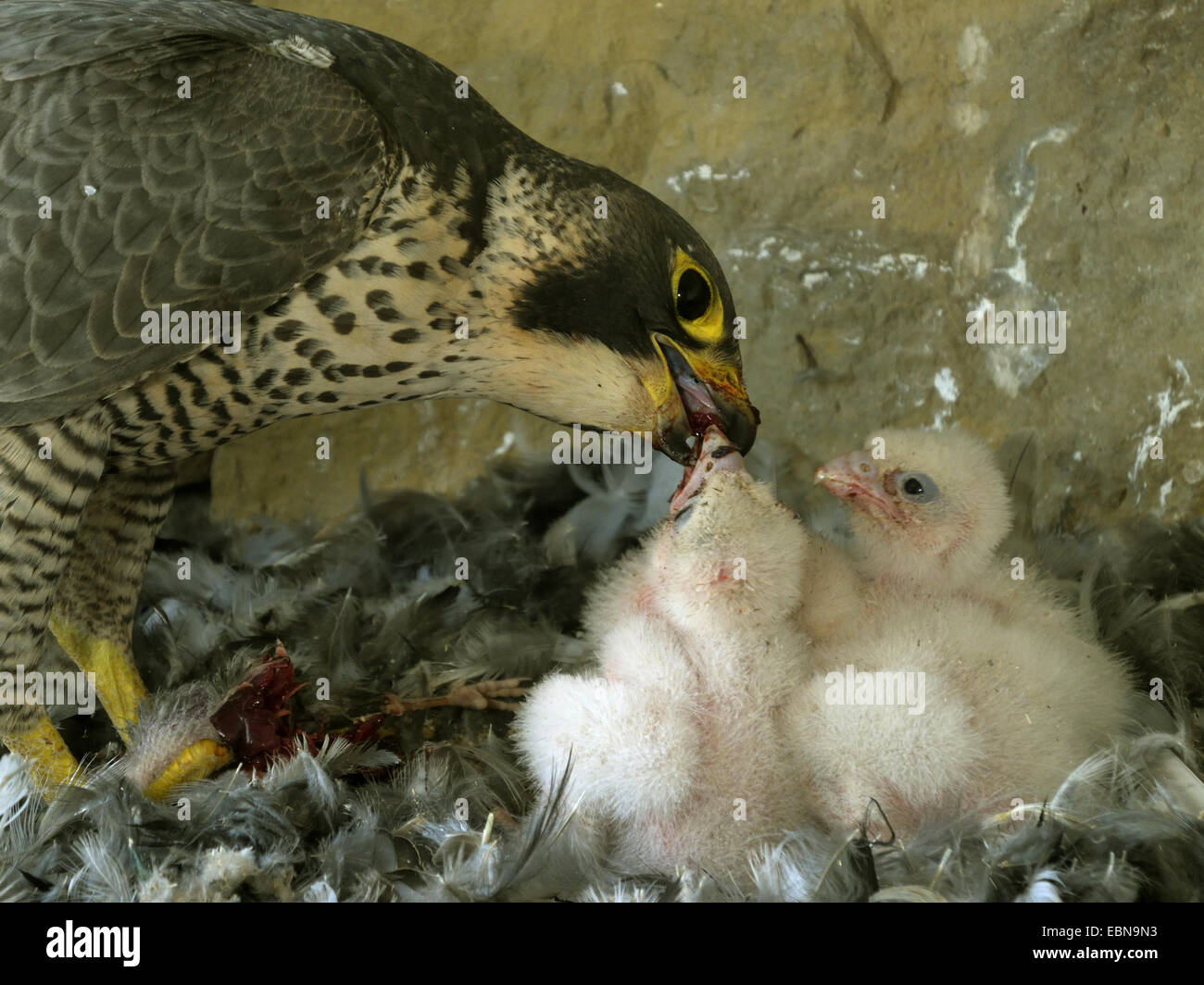 peregrine falcon (Falco peregrinus), female feeding chicks, Germany ...