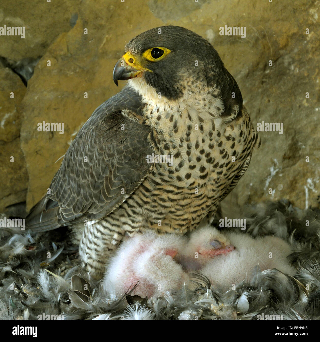 peregrine falcon (Falco peregrinus), female gathering the chicks under ...