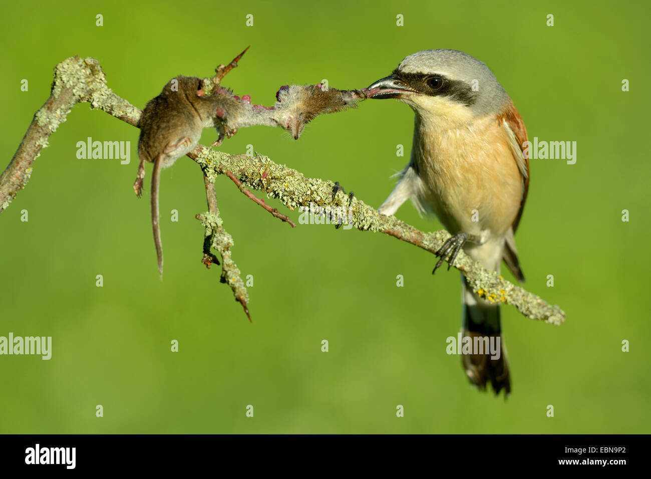 red-backed shrike (Lanius collurio), male feeding on a speared shrew ...