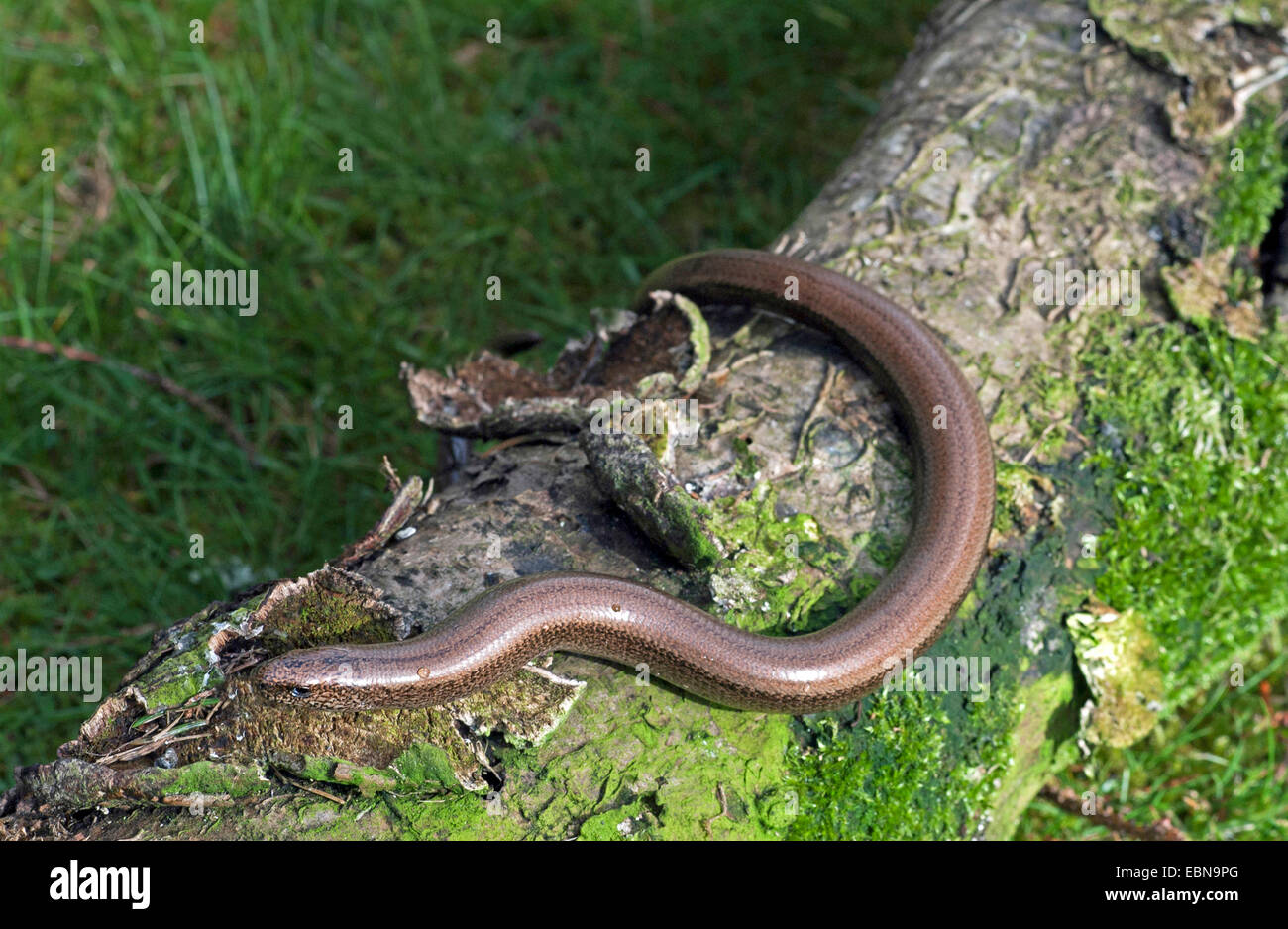 Slow Worm Scotland