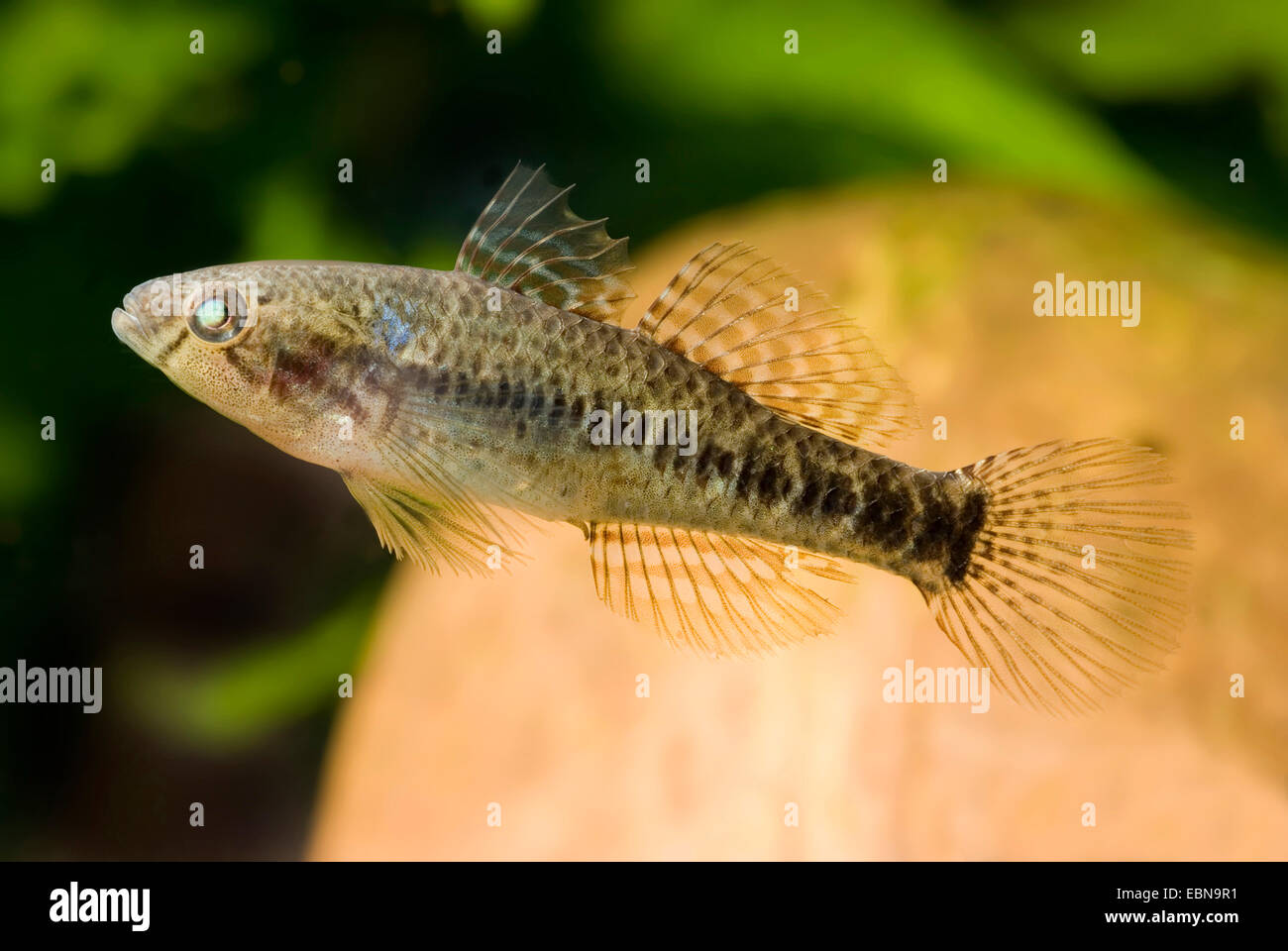 Clay goby, Sleepy goby (Dormitator lebretonis), swimming Stock Photo ...