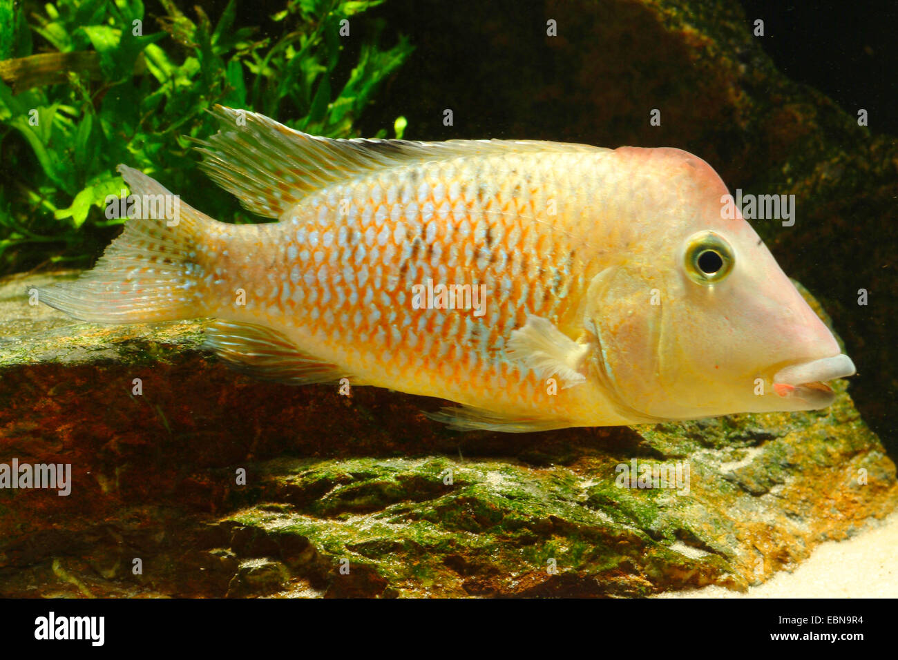 Redhump eartheater, Colombia Geophagus (Geophagus steindachneri ...