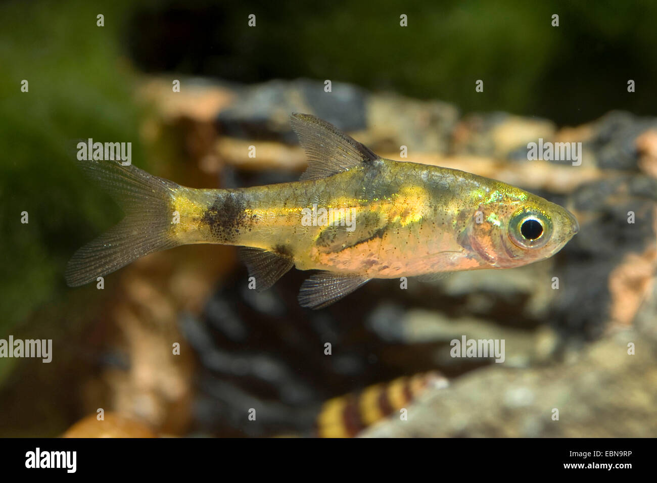 Golden Barb Stock Photos & Golden Barb Stock Images - Alamy
