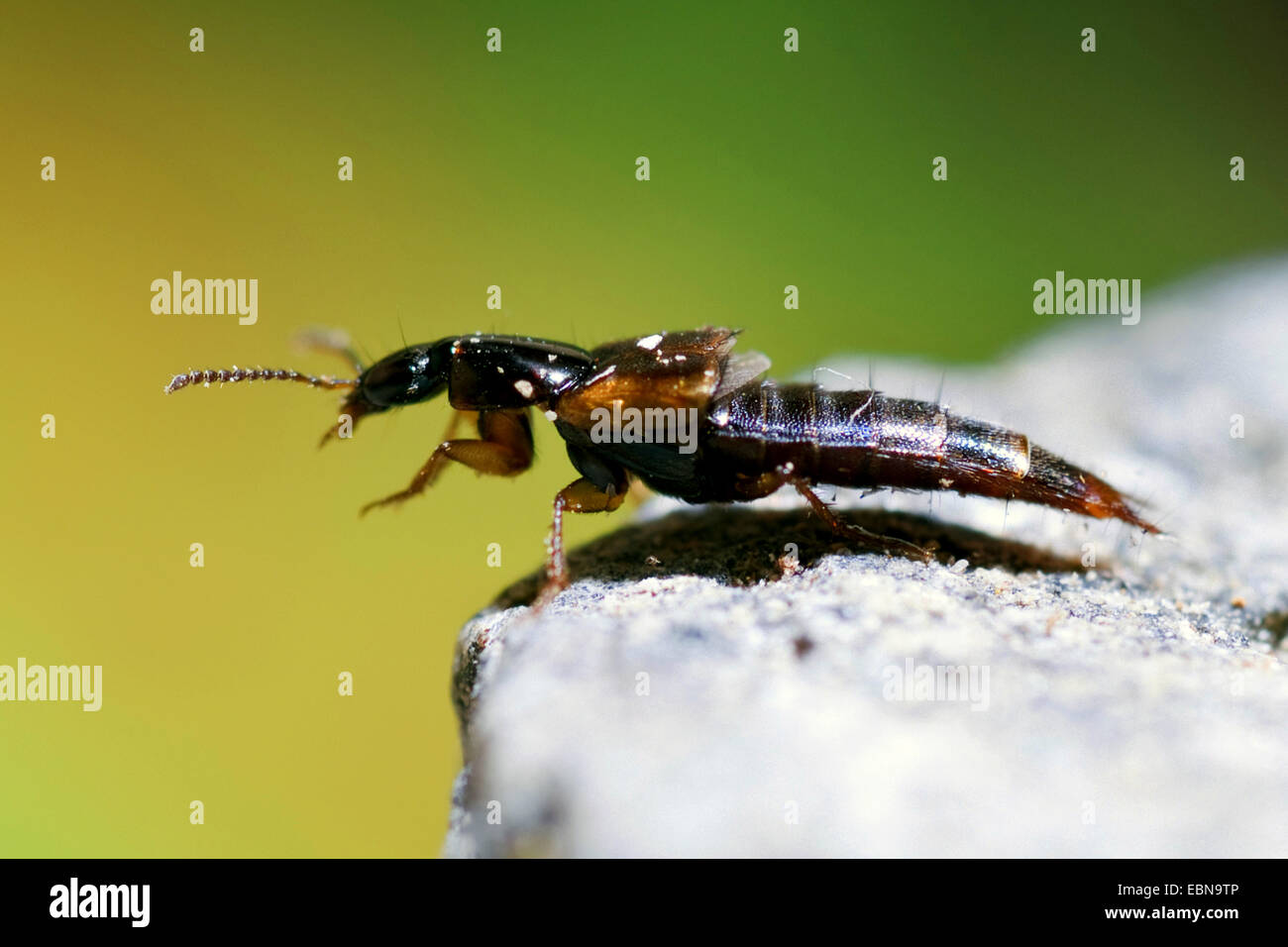 Rove beetle (Quedius humeralis), side view Stock Photo - Alamy