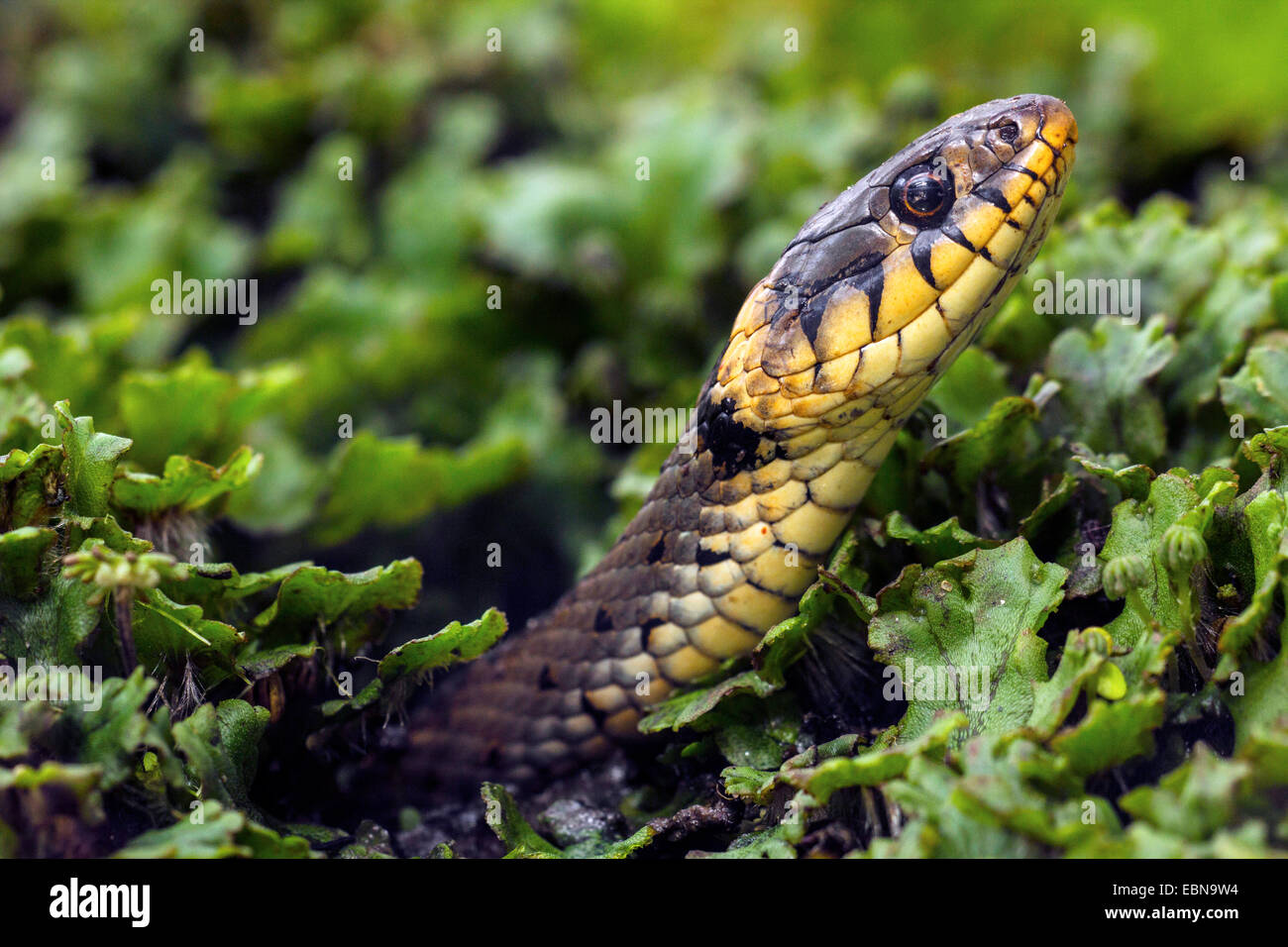 Snakes with female head hi-res stock photography and images - Alamy