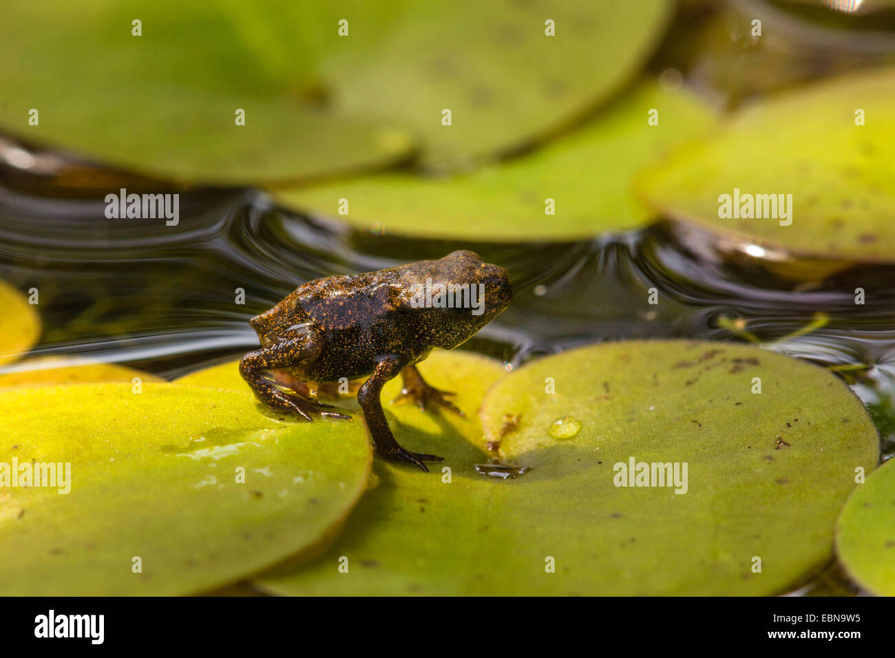 Common Frogbit High Resolution Stock Photography and Images - Alamy
