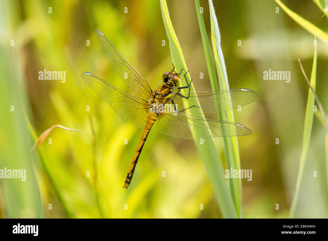 black sympetrum (Sympetrum danae), female, Germany, Bavaria Stock Photo ...