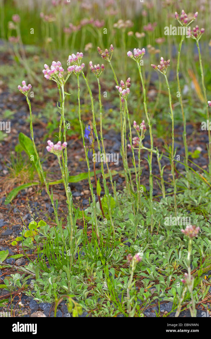 Mountain Everlasting, Catsfoot, Cudweed, Stoloniferous Pussytoes, Cat's ...