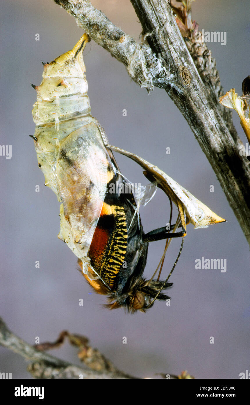 peacock moth, peacock (Inachis io, Nymphalis io), imago hatching from ...