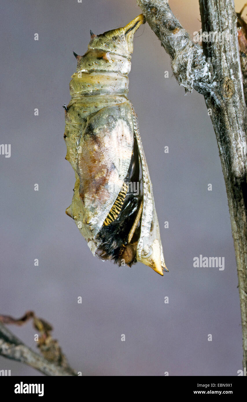 peacock moth, peacock (Inachis io, Nymphalis io), imago hatching from ...