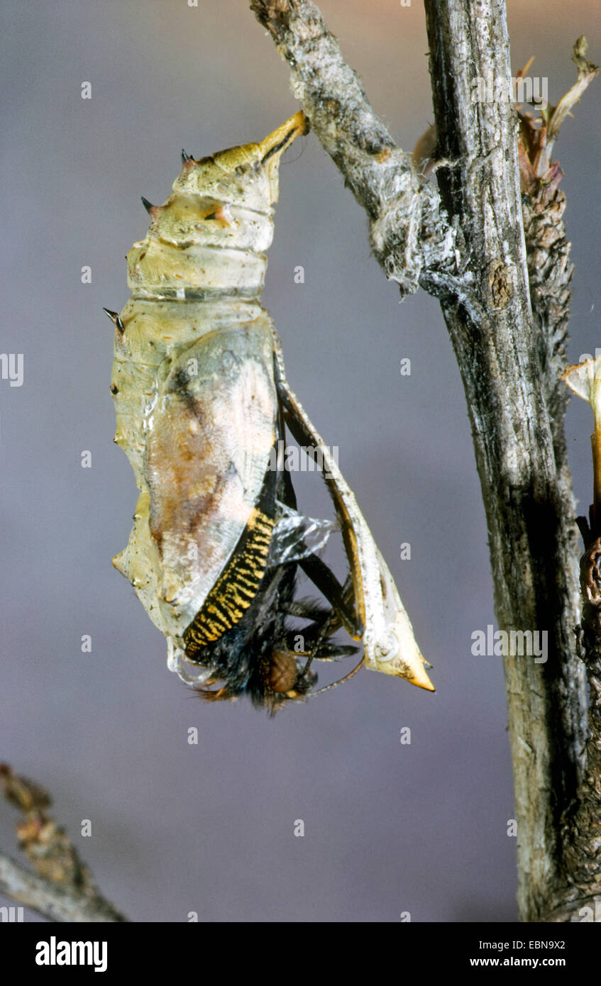 peacock moth, peacock (Inachis io, Nymphalis io), imago hatching from ...