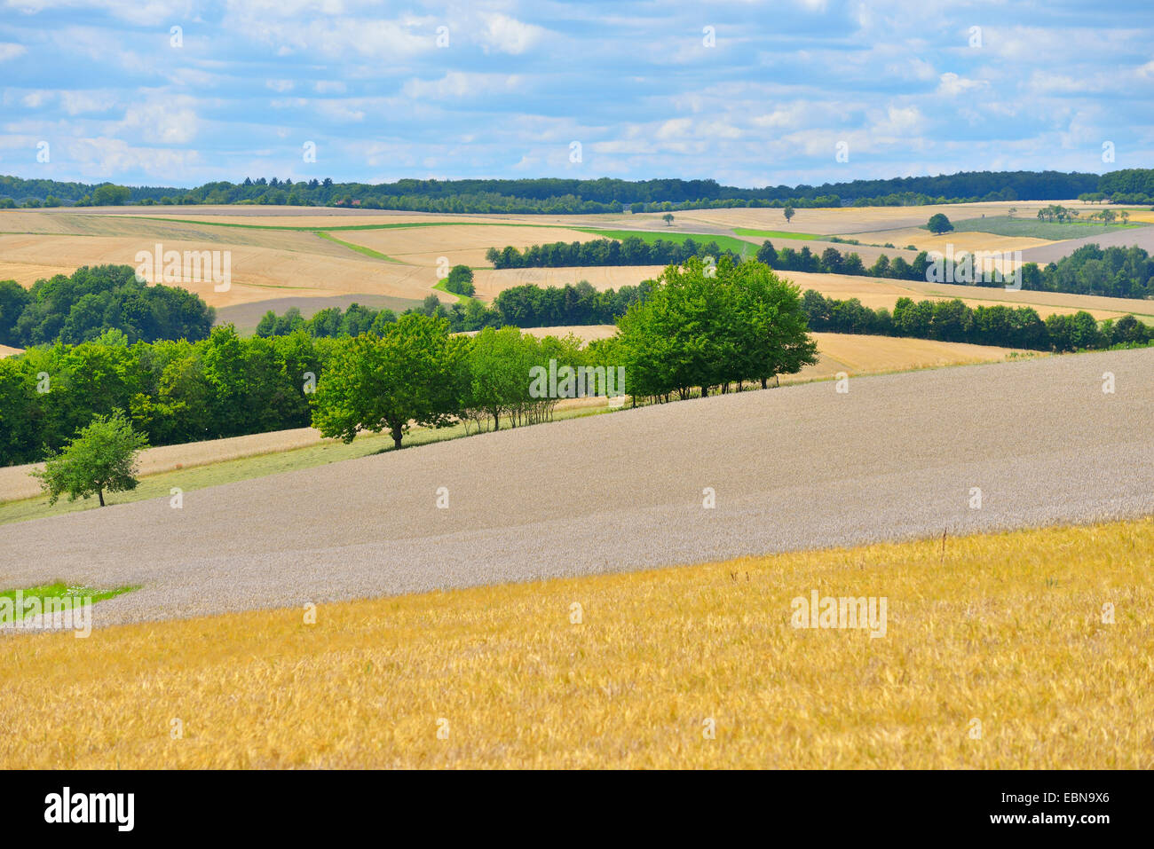 countryside with wheat field in the summer, Germany, Bavaria, Franken ...