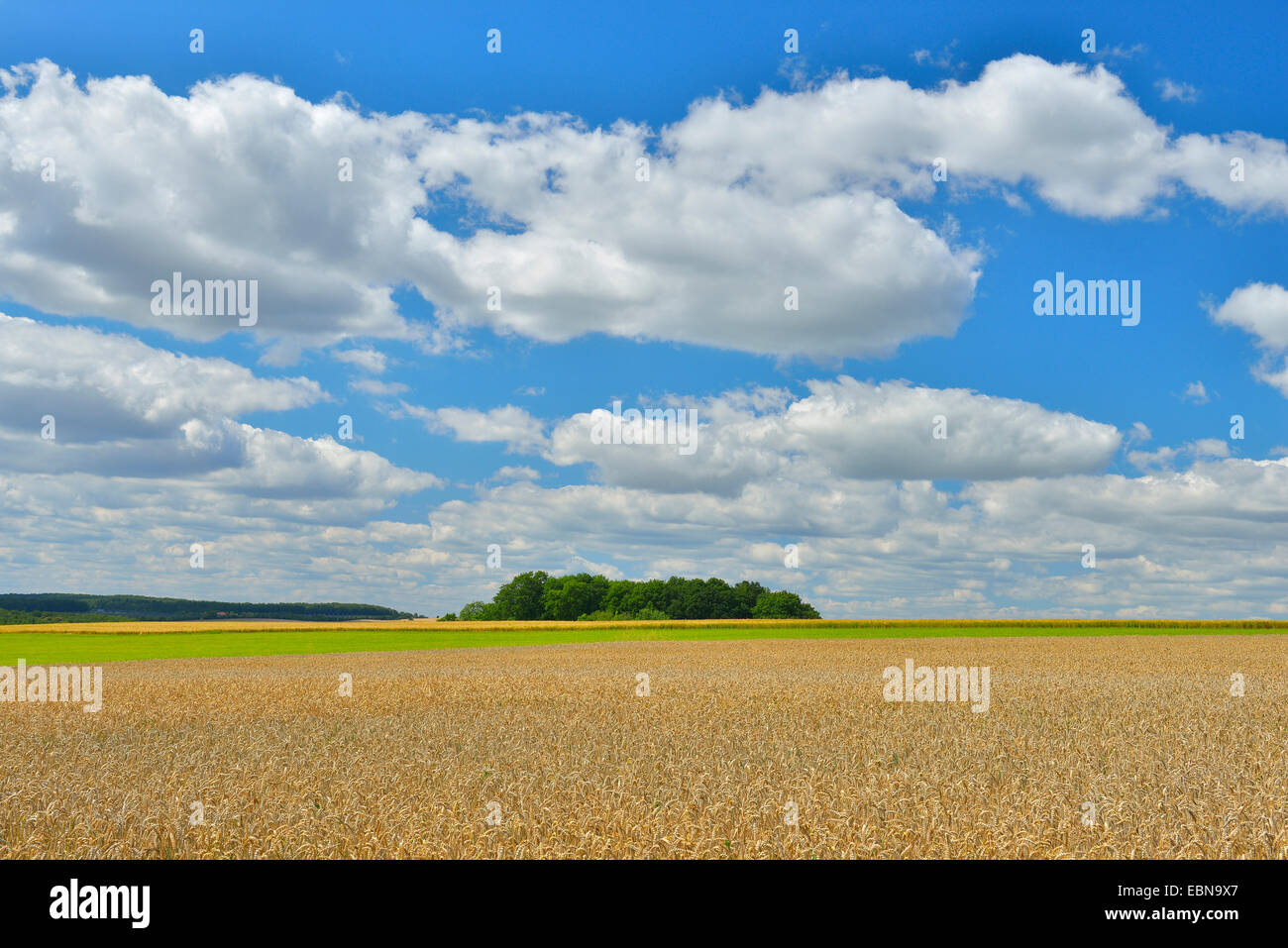 wheat field in the summer, Germany, Bavaria, Franken, Franconia ...