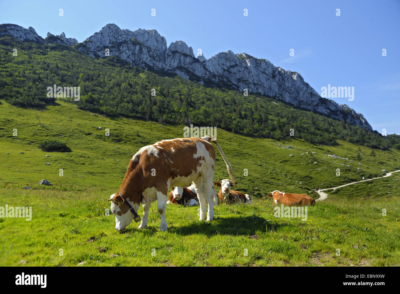 At the steinling alpe below the summit of the kampenwand hi-res stock ...