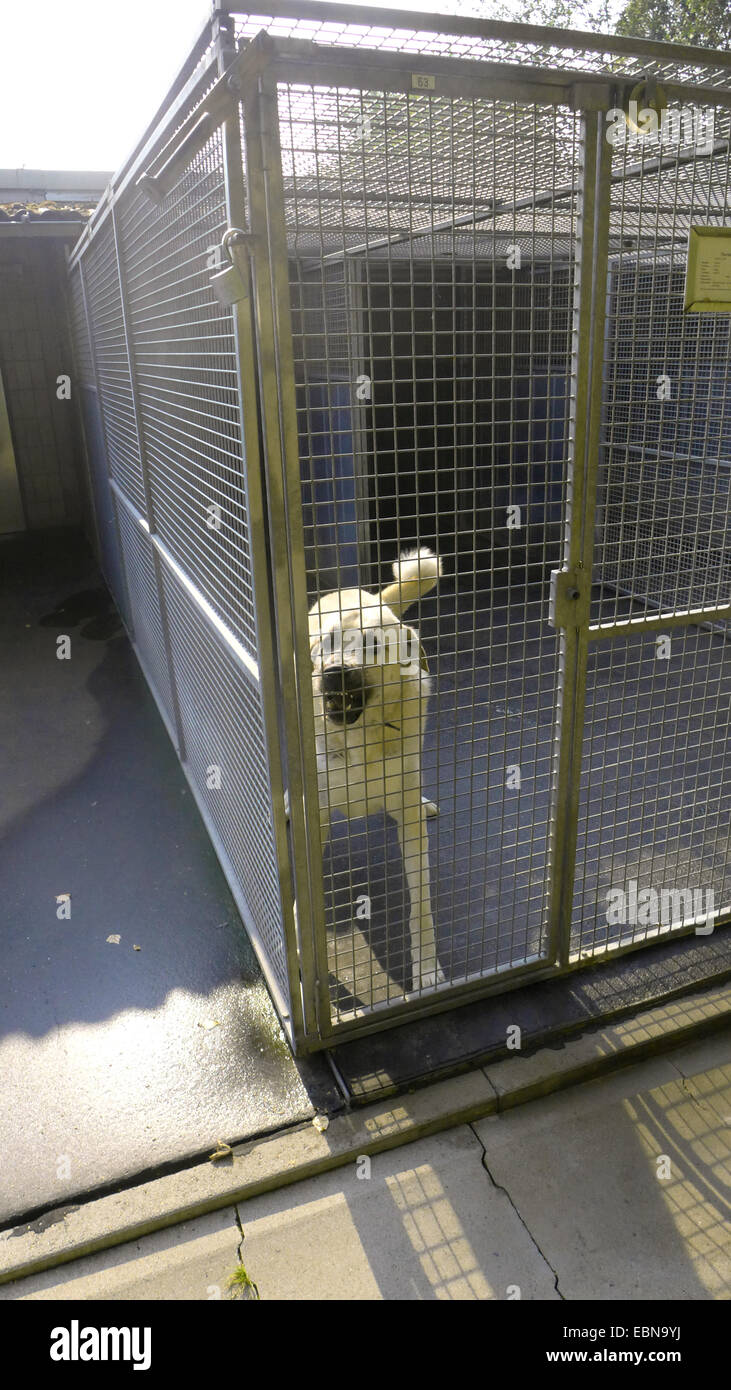 domestic dog (Canis lupus f. familiaris), kangal dog in a kennel of an ...