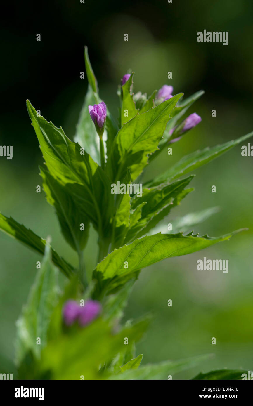 Willow herb hi-res stock photography and images - Alamy