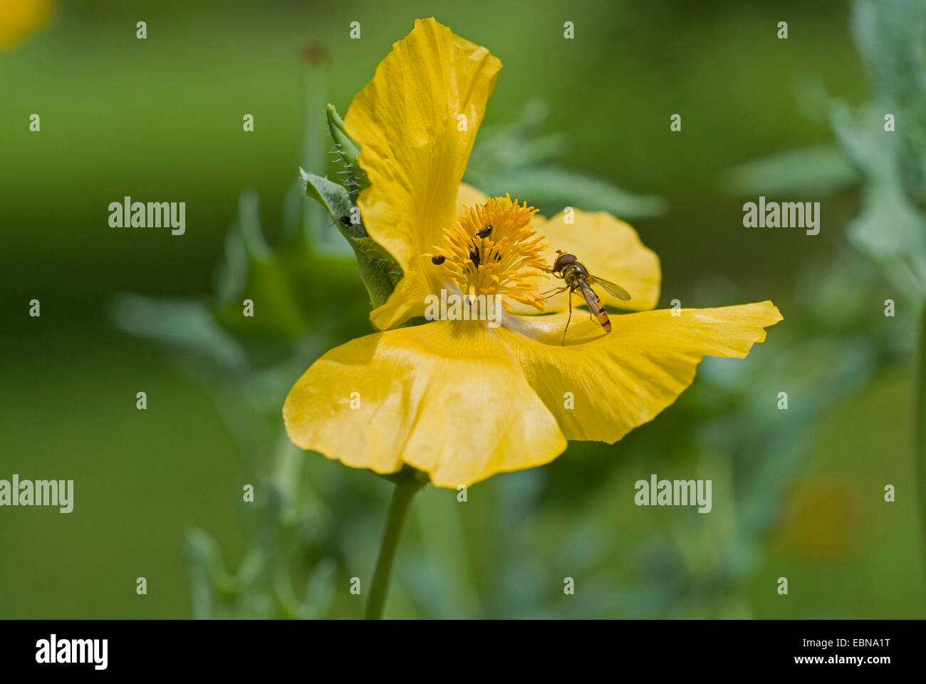 yellow horned-poppy, horned poppy (Glaucium flavum), flower Stock Photo ...