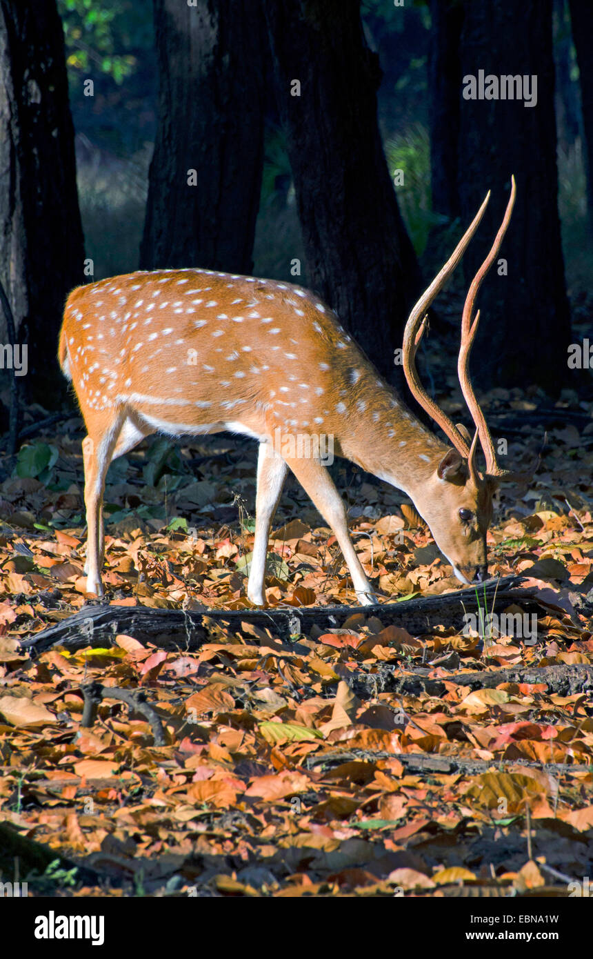spotted deer, axis deer, chital (Axis axis, Cervus axis), stag on the ...