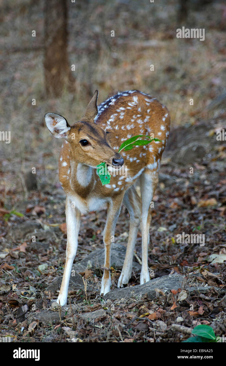 spotted deer, axis deer, chital (Axis axis, Cervus axis), feeding ...
