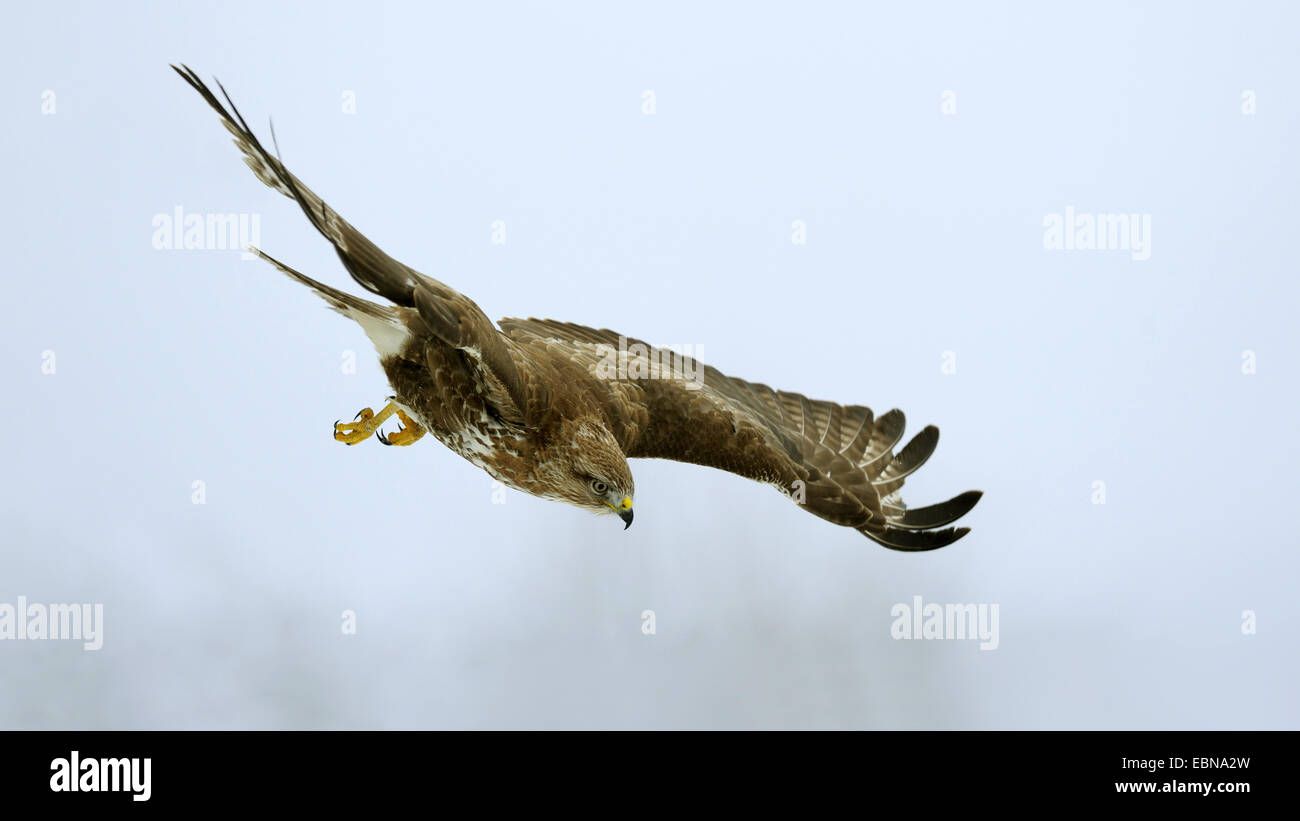 Eurasian buzzard (Buteo buteo), in flight, Germany, Baden-Wuerttemberg ...