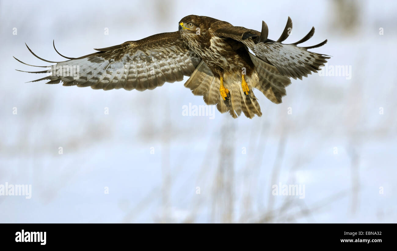 Eurasian buzzard (Buteo buteo), in flight in snowy landscape, Germany ...